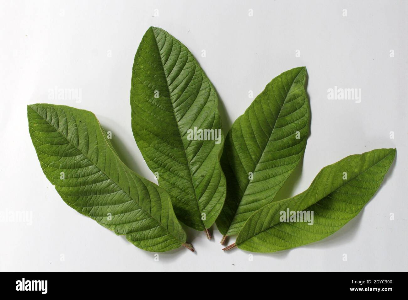 Guava (Psidium guajava) leaves on white background Stock Photo - Alamy