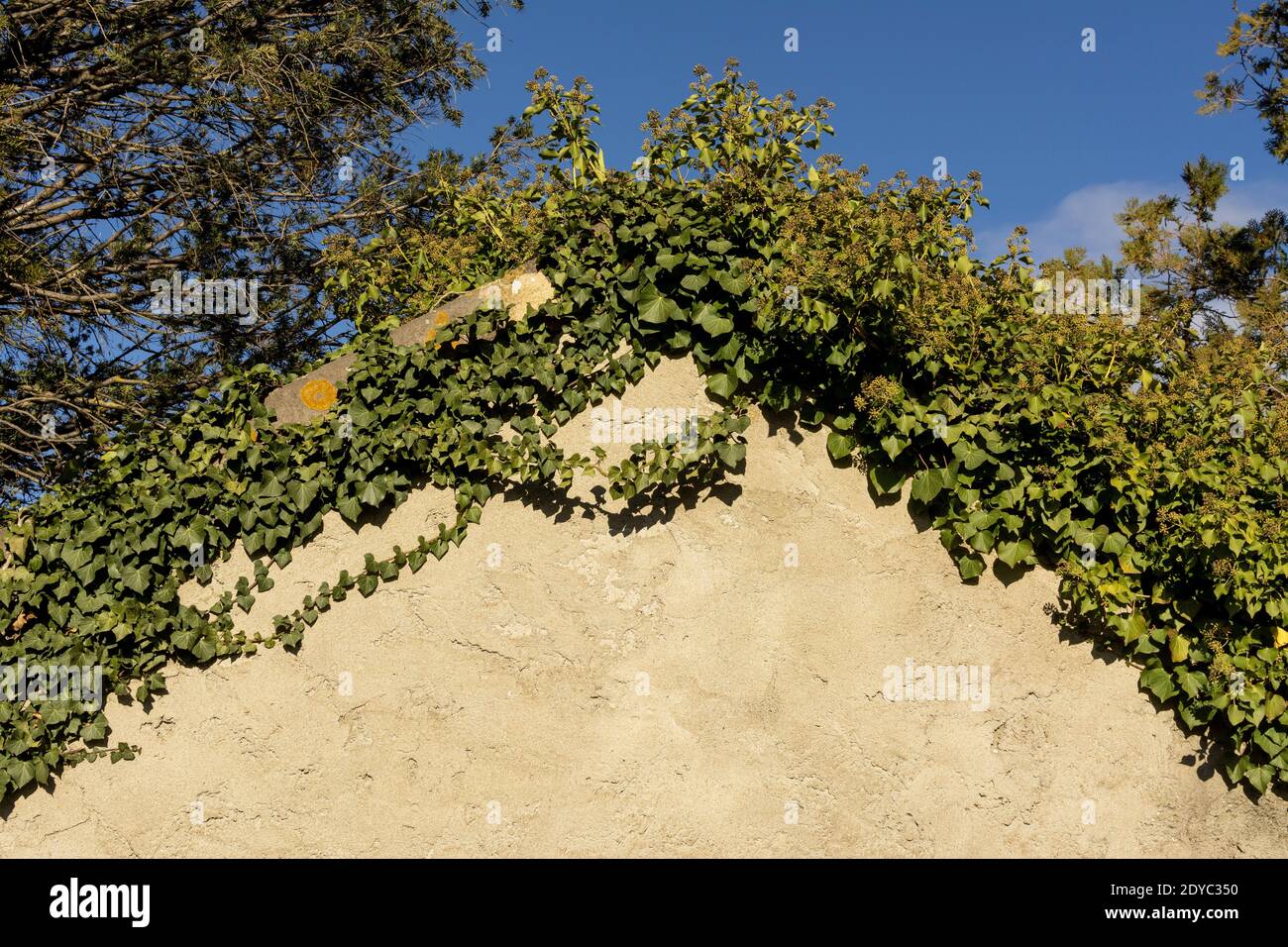 Ivy on walls hi-res stock photography and images - Alamy