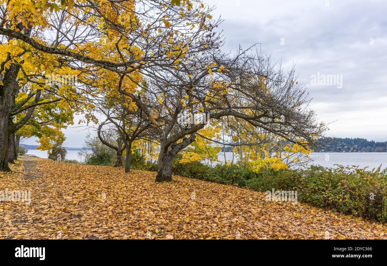 Autumn trees line Lake Washington Boulevard in Seattle Stock Photo - Alamy