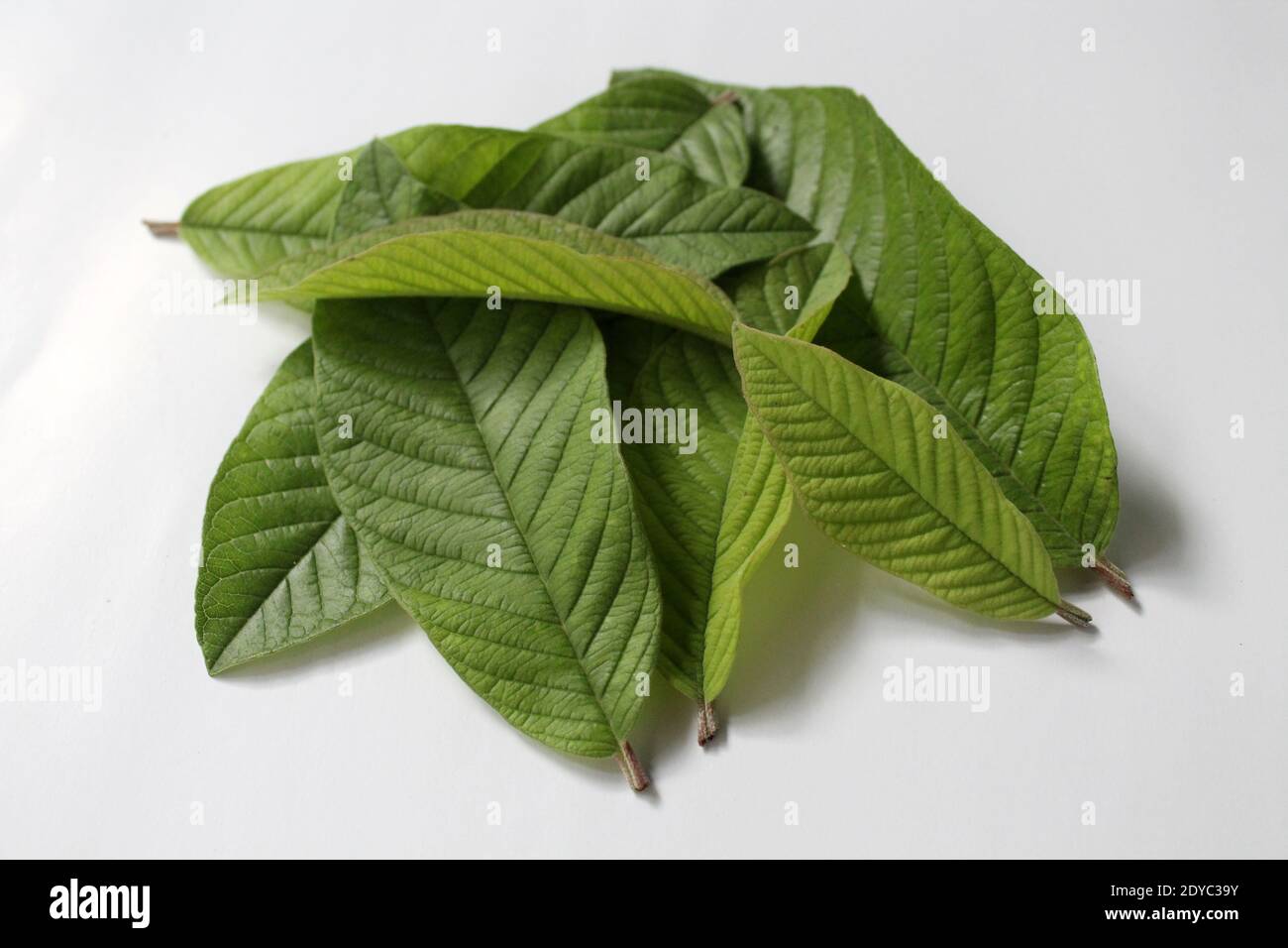Guava (Psidium guajava) leaves on white background Stock Photo - Alamy