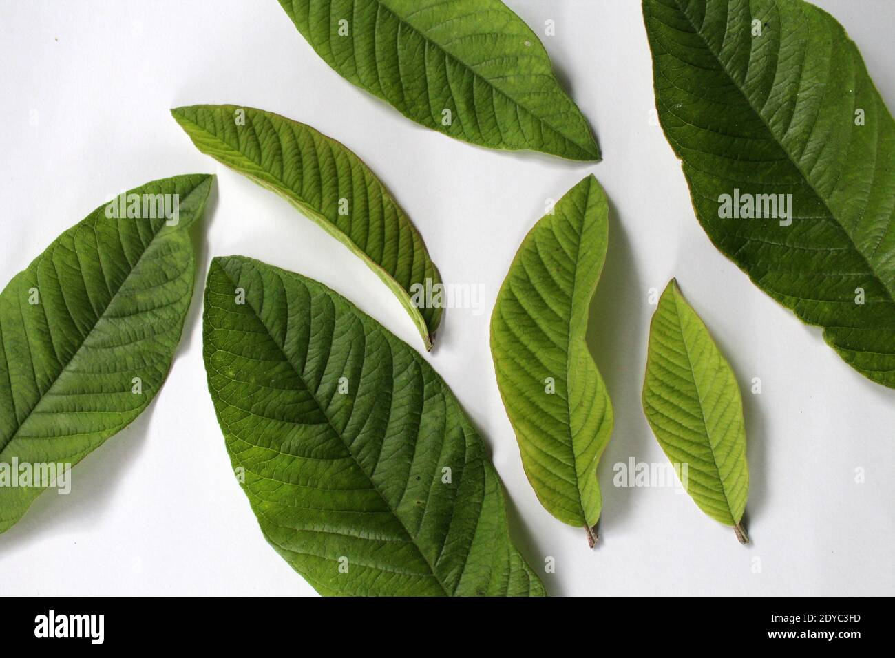 Guava (Psidium guajava) leaves on white background Stock Photo - Alamy