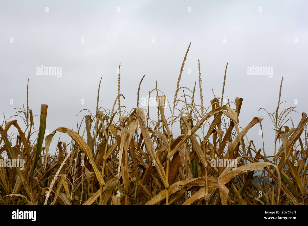 A dried out corn field in autumn with sky and copy space Stock Photo ...
