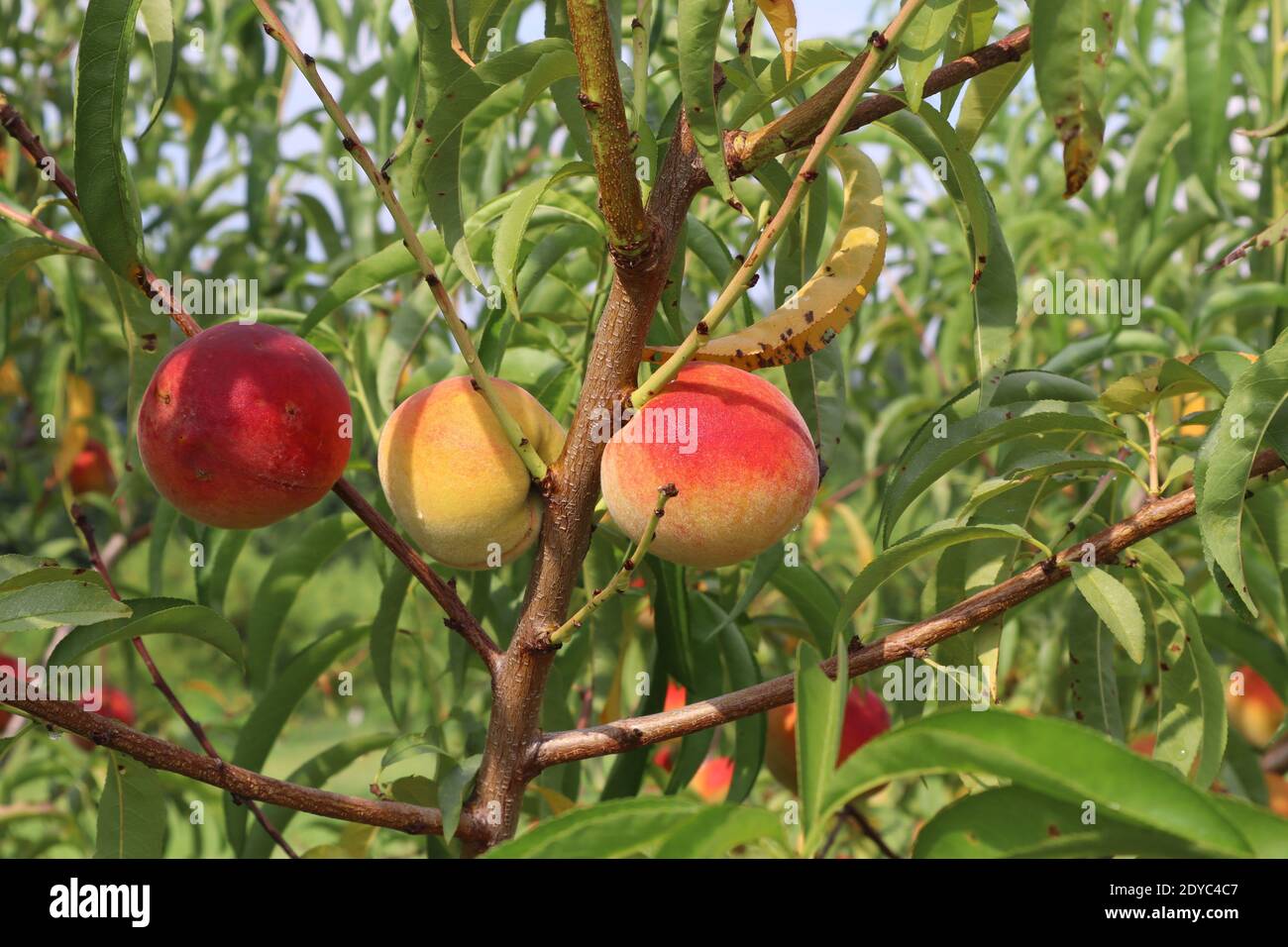 A closeup shot of ripe peaches in a peach tree orchard in Palisade ...