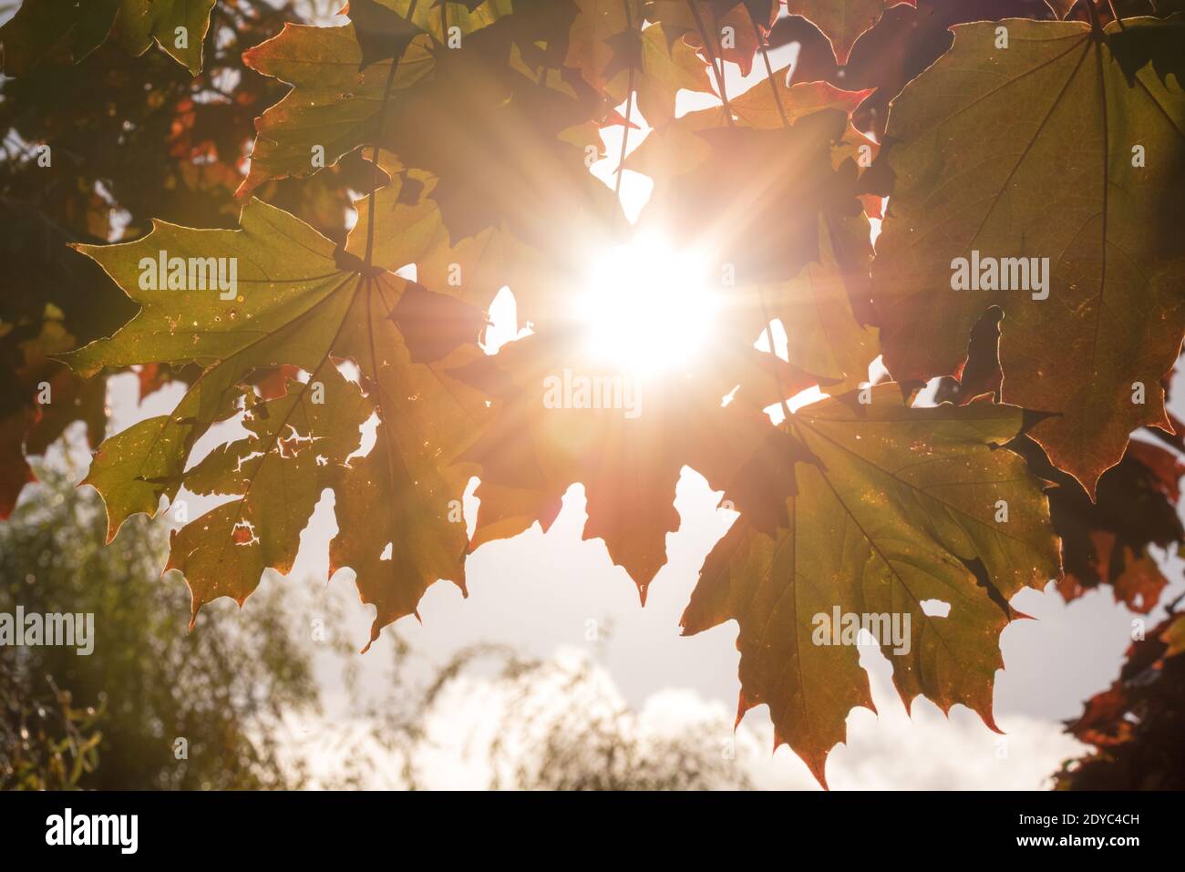 Autumn tree sun rays Stock Photo - Alamy