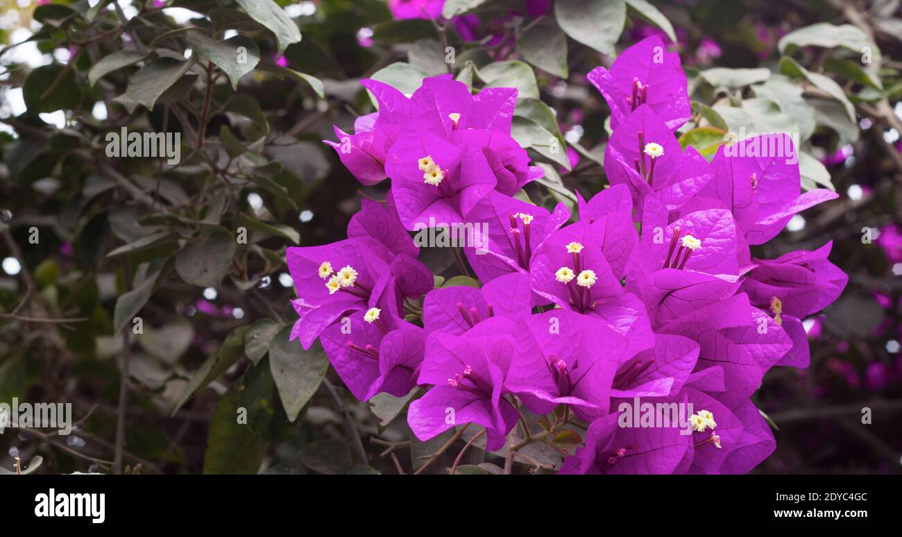 Flor perú hi-res stock photography and images - Alamy