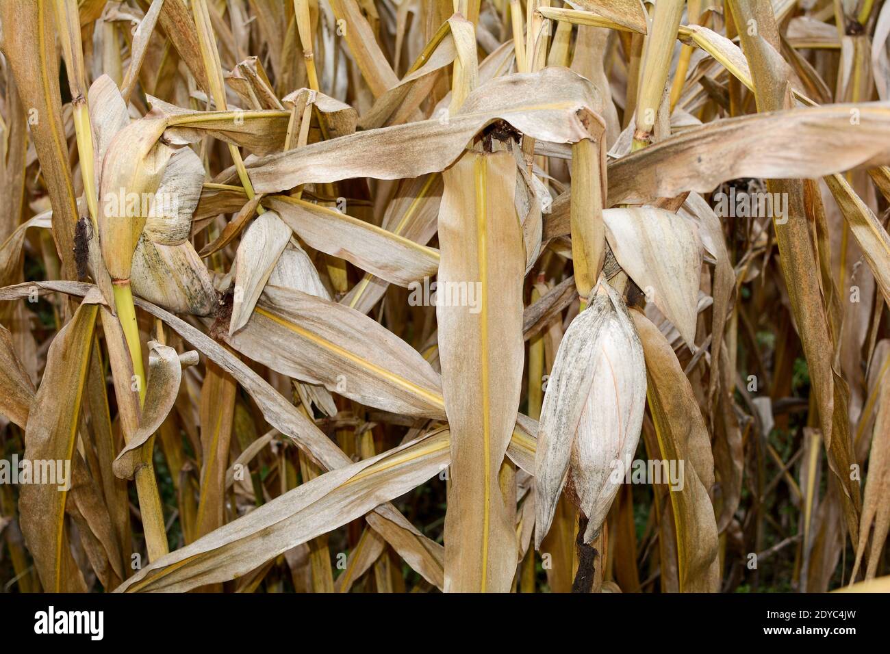 Dried out corn field hi-res stock photography and images - Alamy