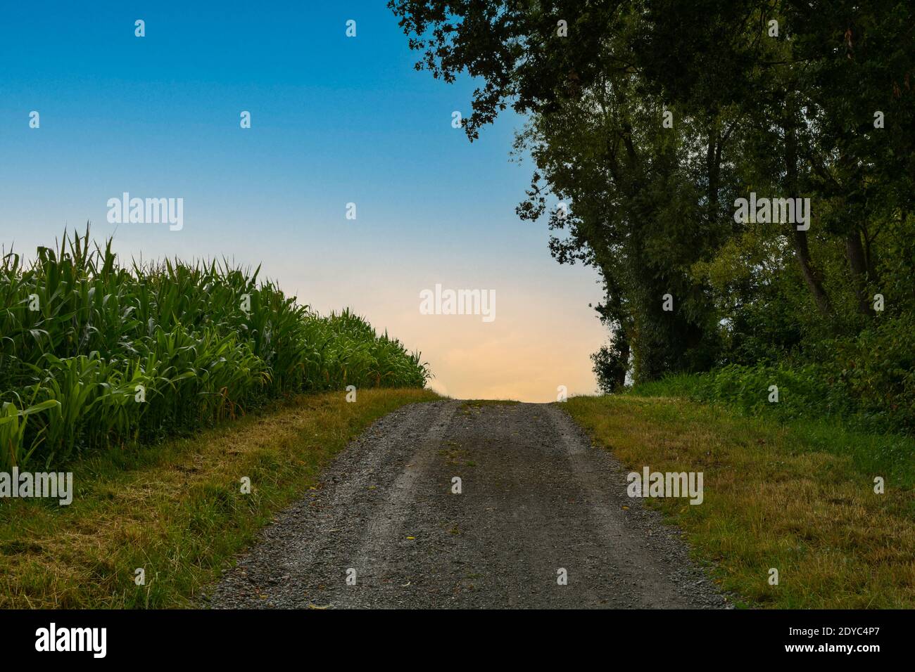 Small road between corn hi-res stock photography and images - Alamy