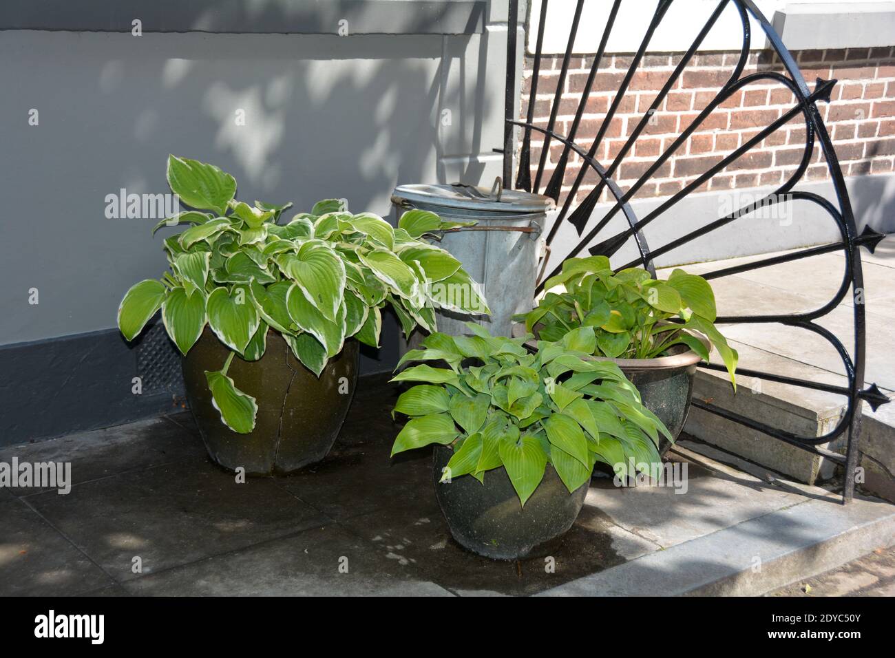 Potted plants and buckets on a house wall in the sunlight Stock Photo ...
