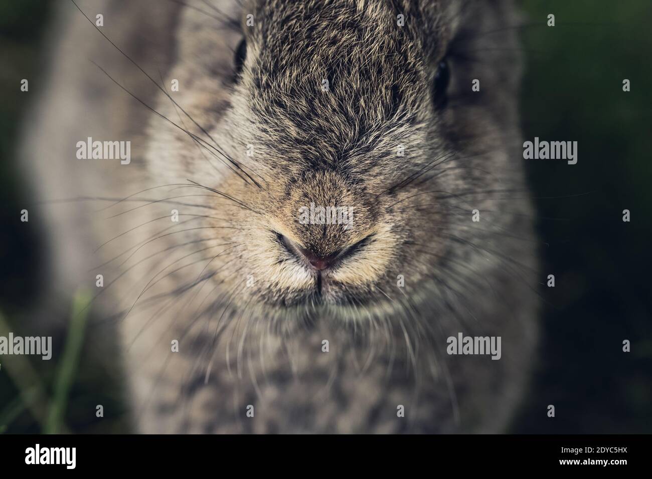 Rabbit face close up hi-res stock photography and images - Alamy