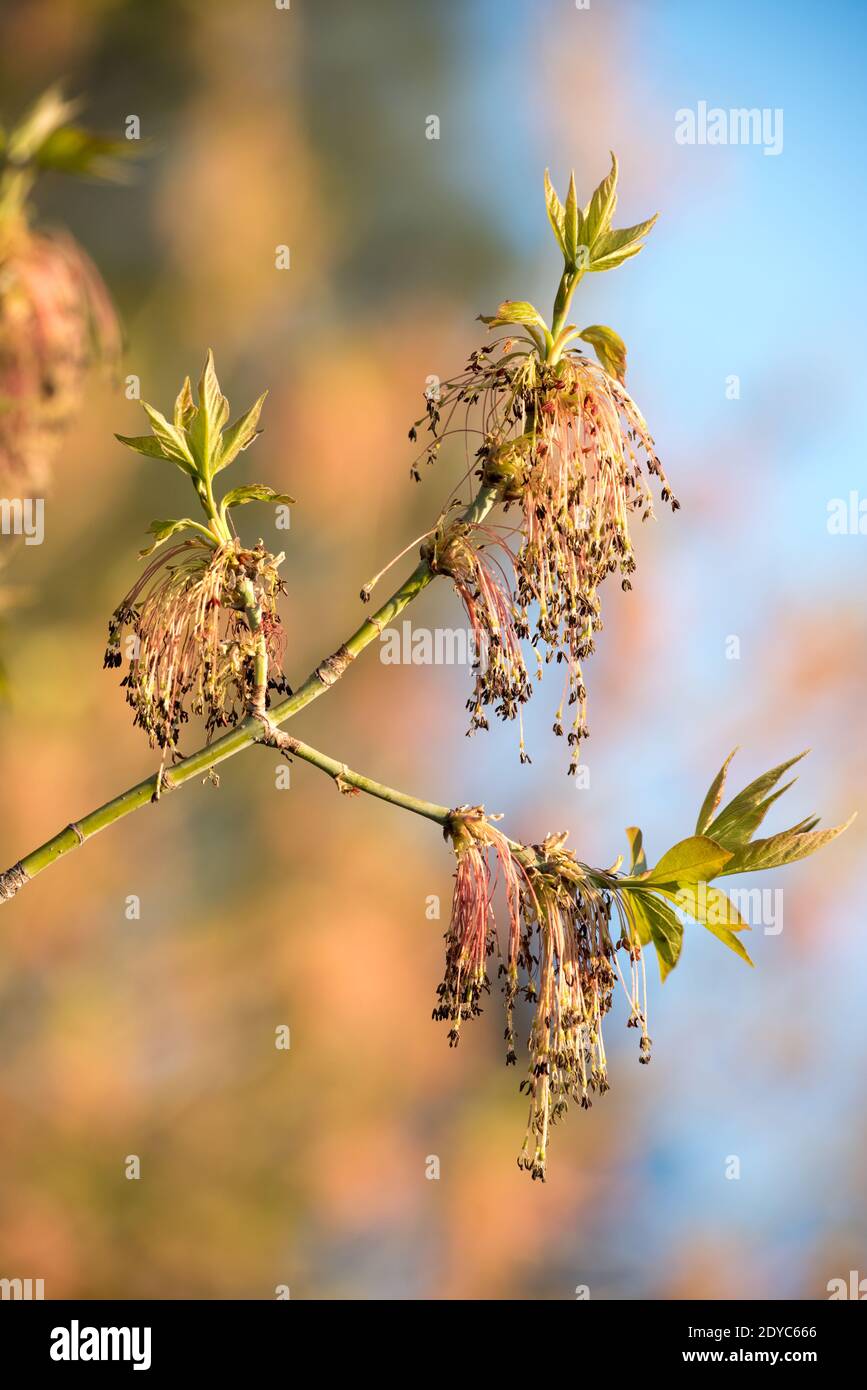 Flowering Boxelder tree, Wallowa Valley, Oregon Stock Photo - Alamy