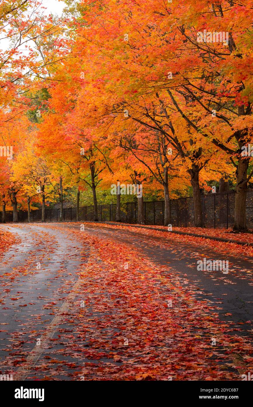 Coulon park hi-res stock photography and images - Alamy