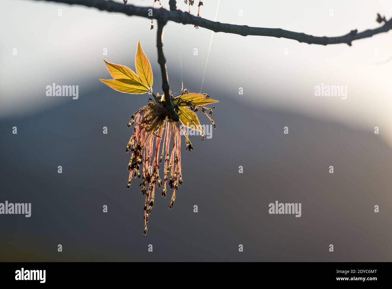 Box elder tree hi-res stock photography and images - Alamy
