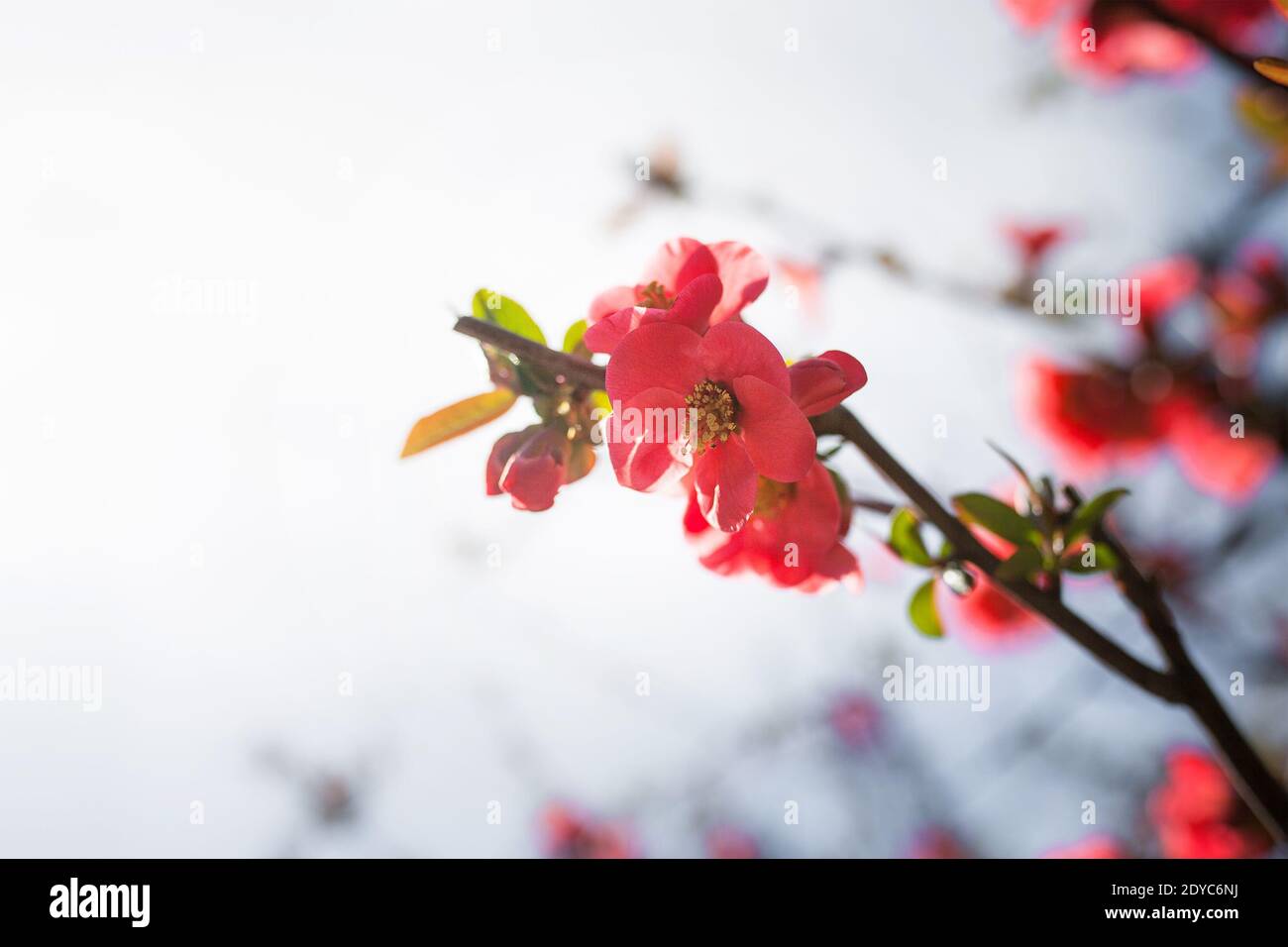 Red spring flowers of Chinese quince Stock Photo - Alamy