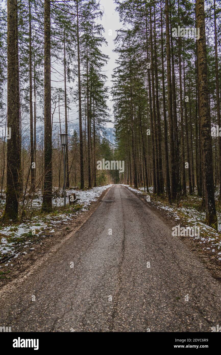 A vertical shot of a narrow road surrounded by tall trees Stock Photo ...
