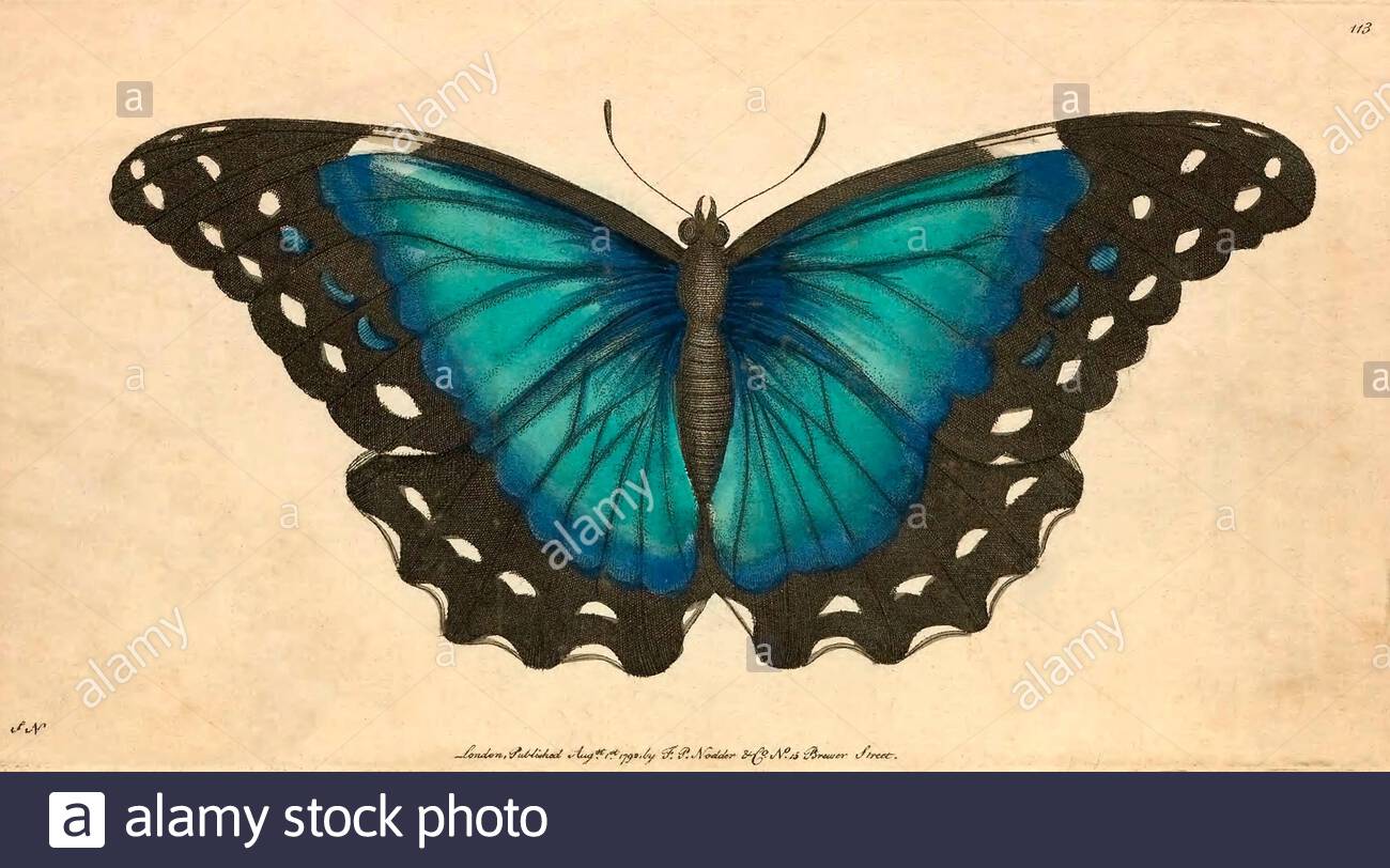 Menelaus Blue Morpho butterfly (Morpho menelaus), vintage illustration ...