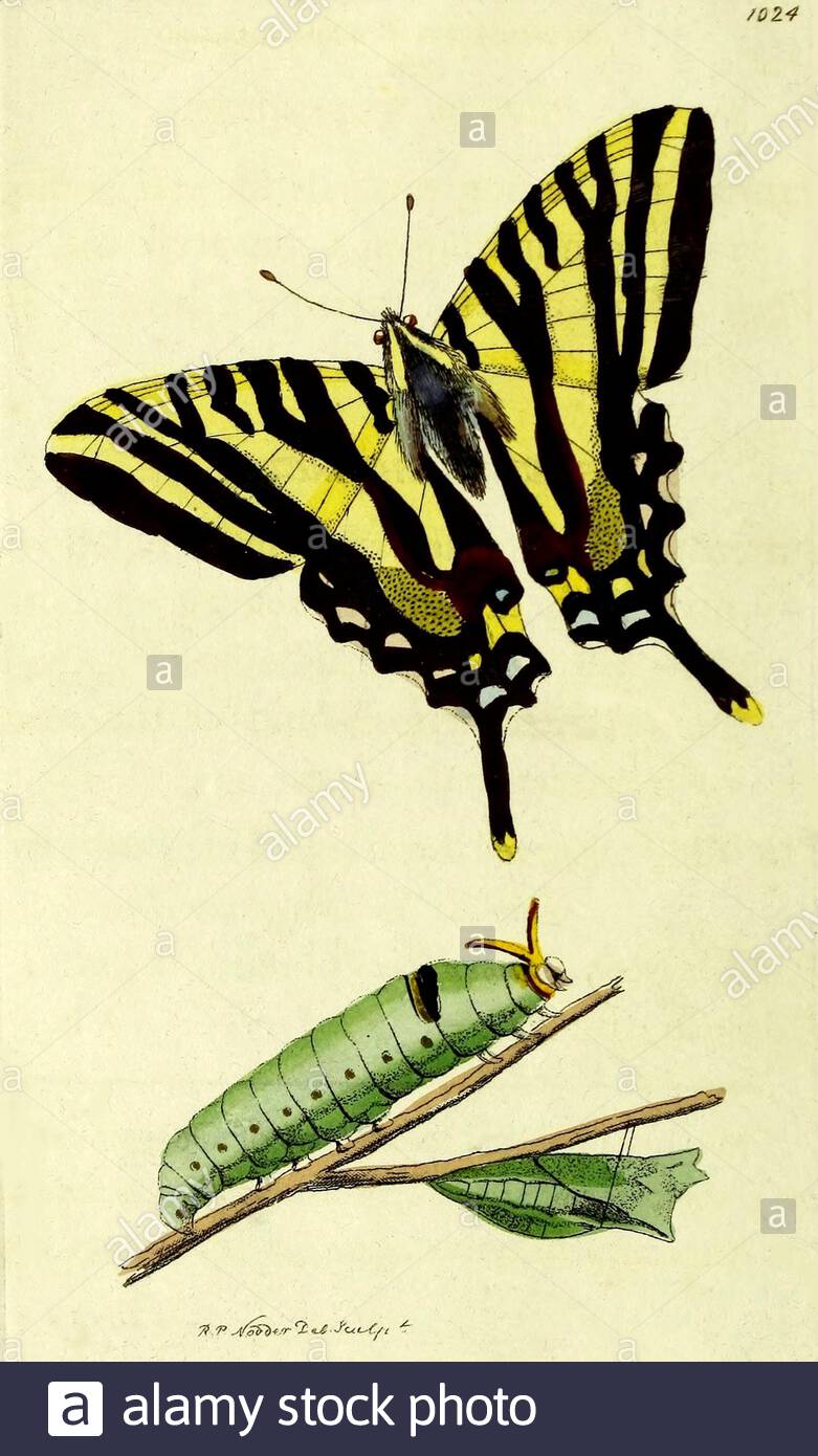Zebra Swallowtail butterfly (Protographium marcellus), vintage ...