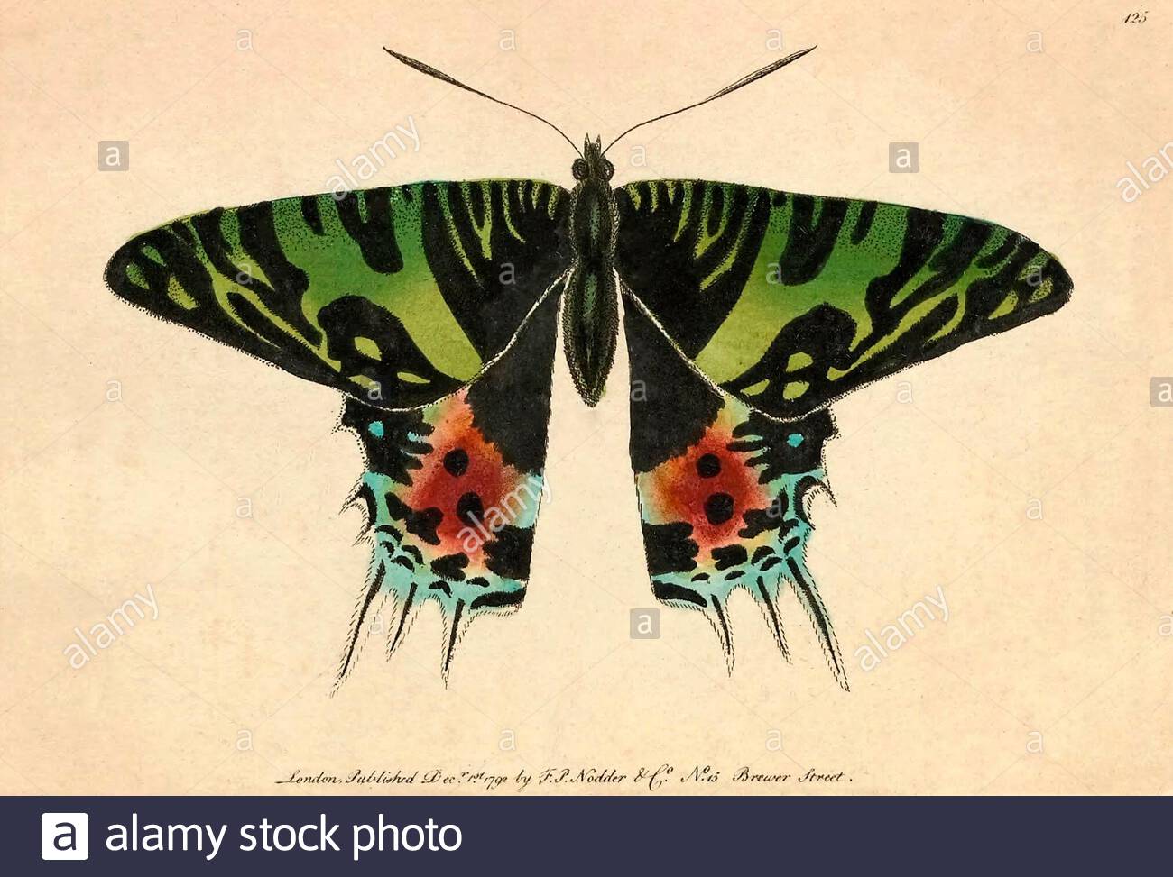 Madagascan Sunset Moth (Chrysiridia rhipheus), vintage illustration ...