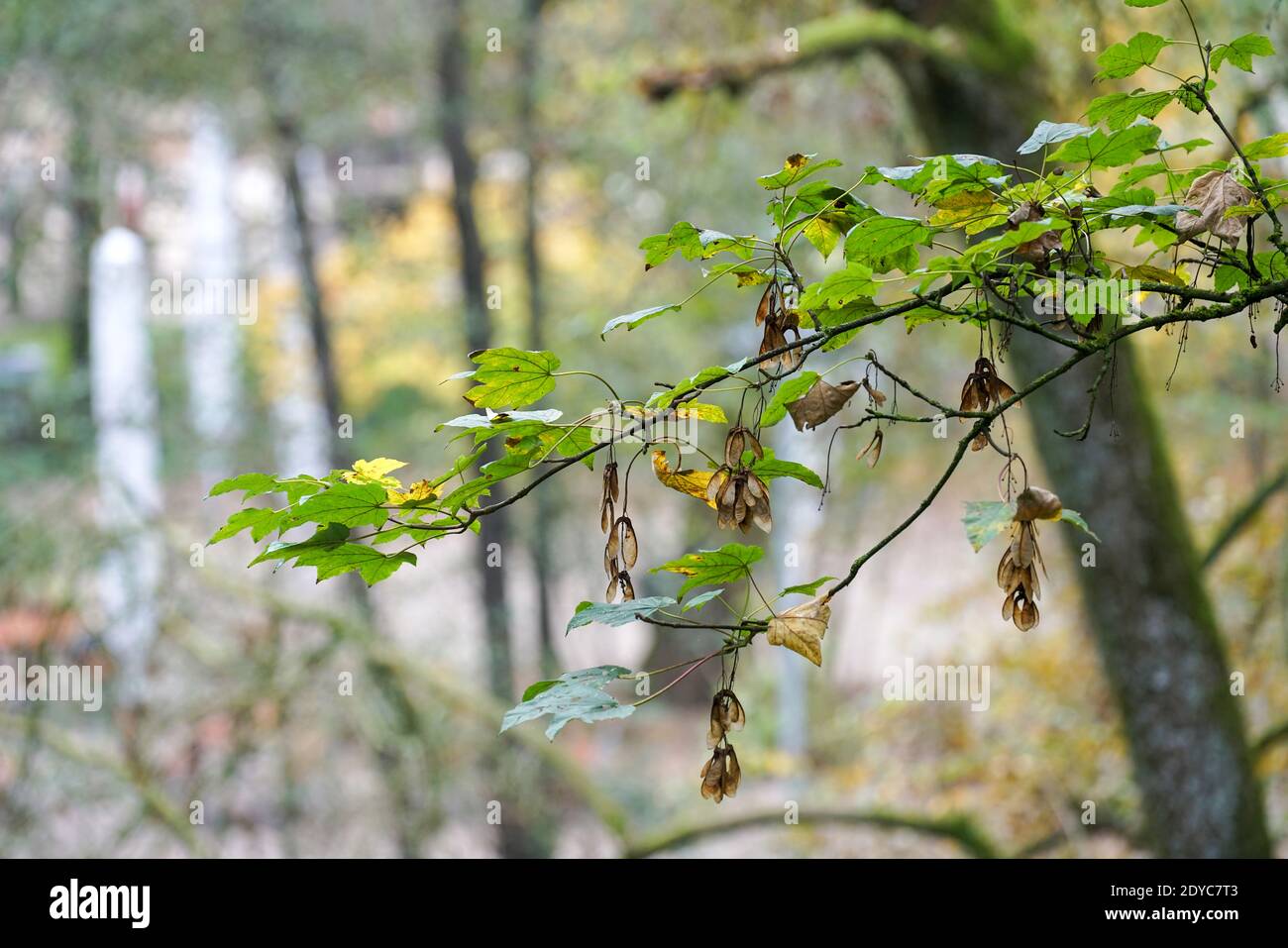 A shallow focus of a tree branch on blurred forest background Stock ...