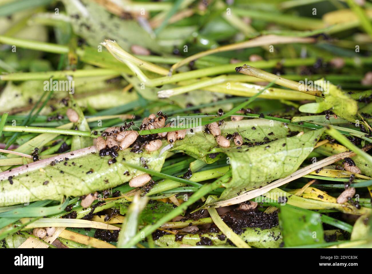 Closeup plants soil insects hi-res stock photography and images - Alamy