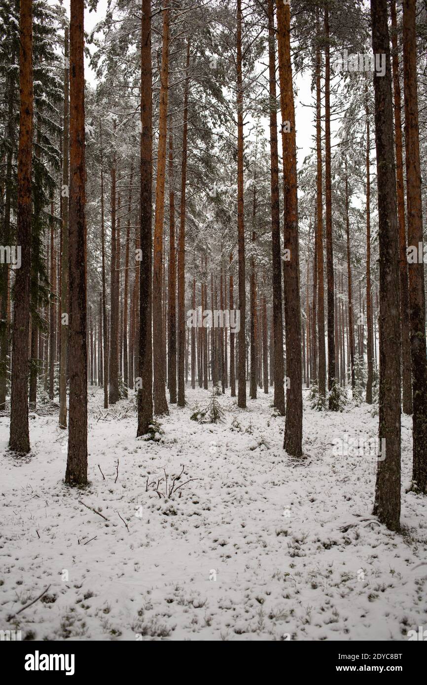 Pine forest covered in layer of freshly fallen snow during the winter ...