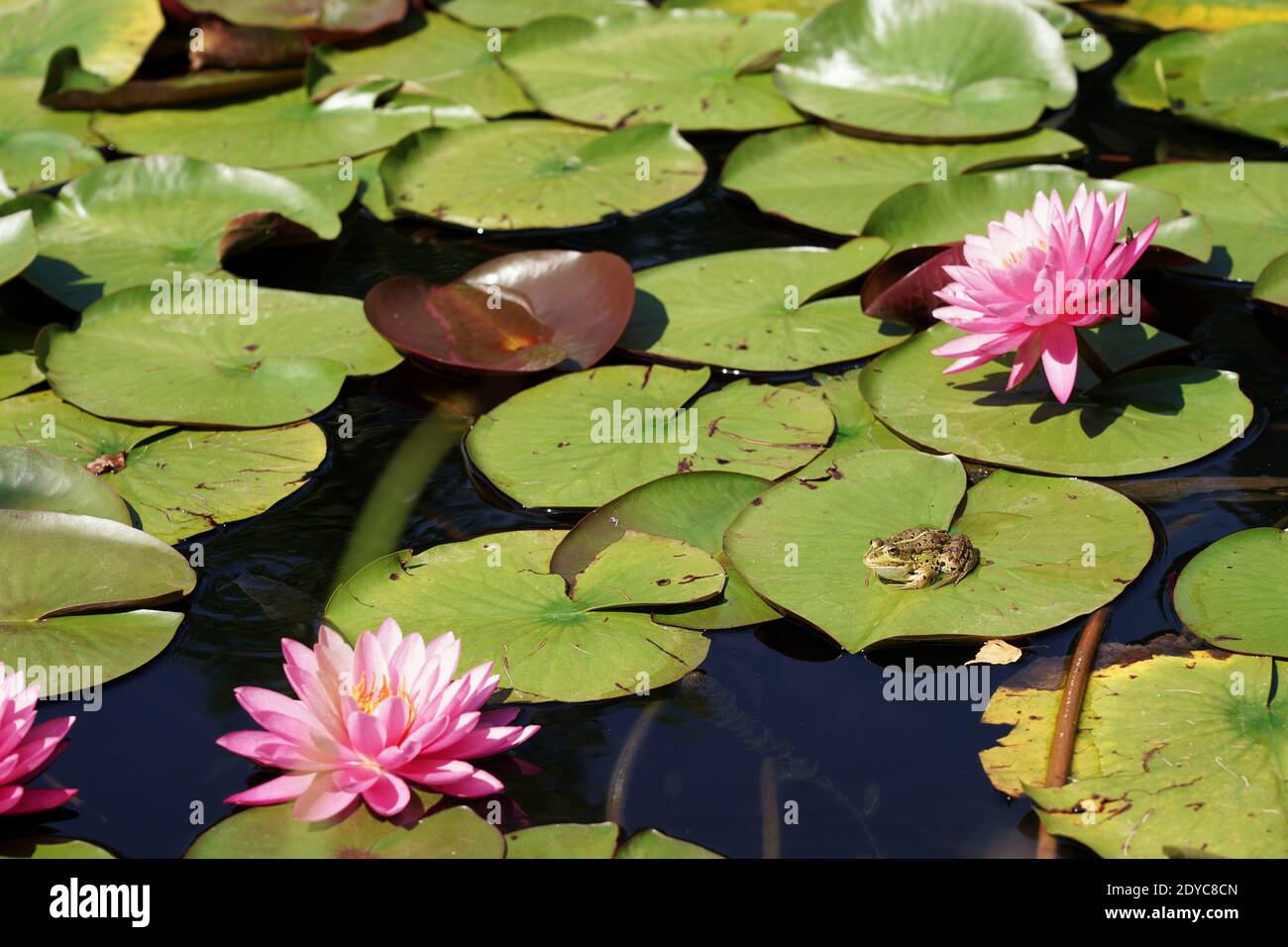 August in the garden, a frog on a water lily leaf among pink flowers ...