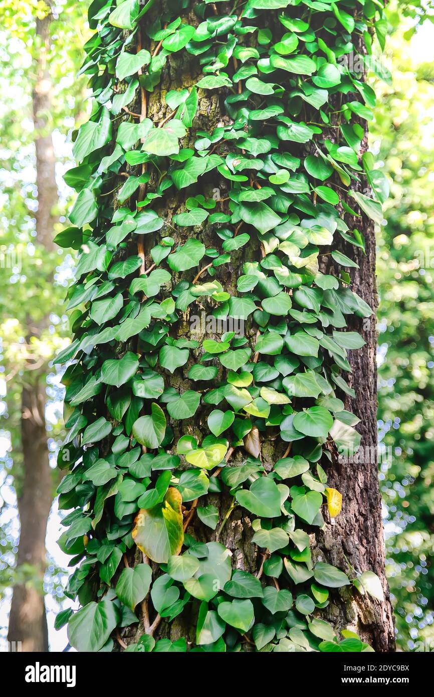 Creeper plant on tree trunk. Natural green leaves and tree bark ...