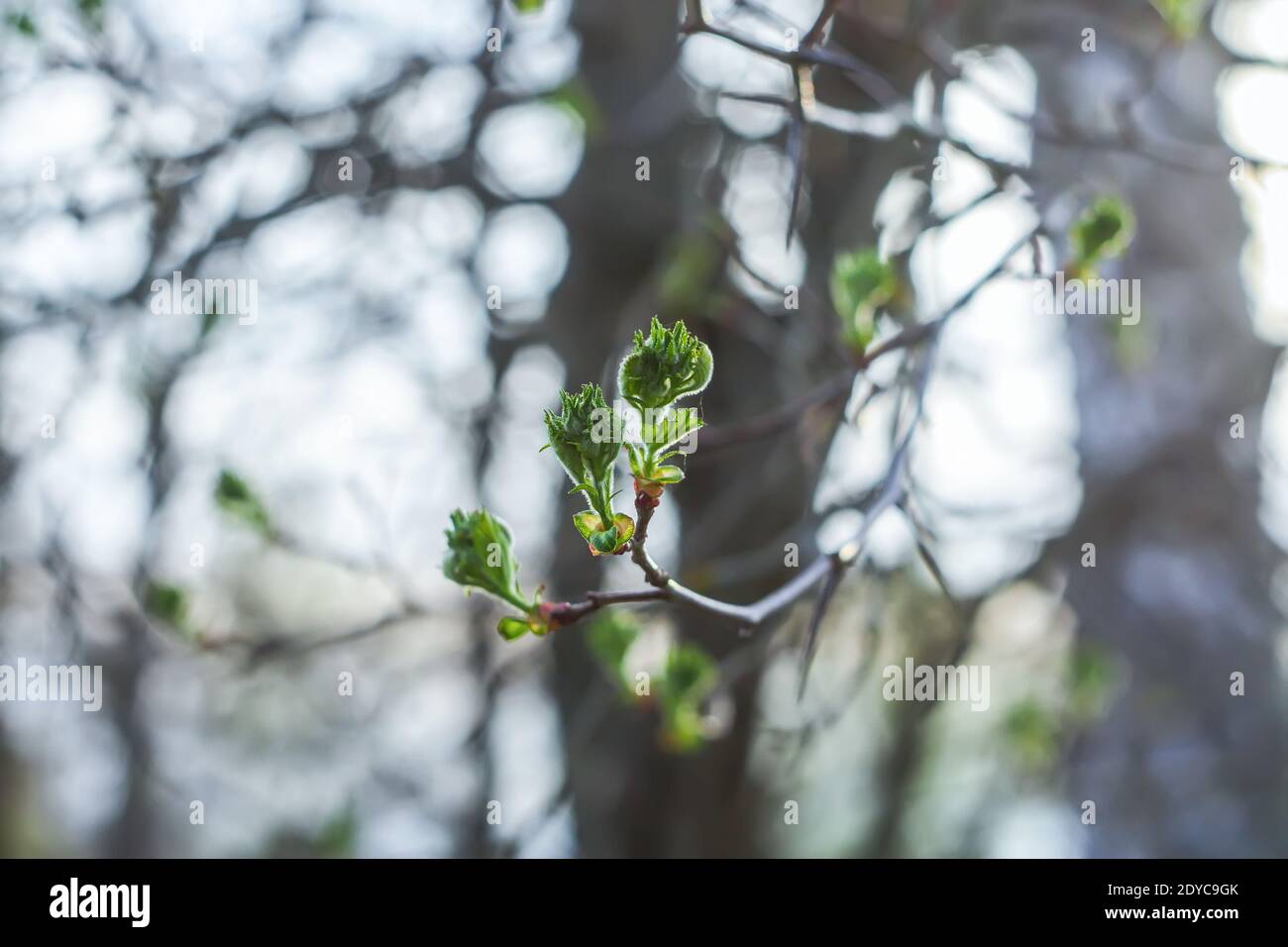 Branches of a tree in sunlight, natural green spring nature background ...