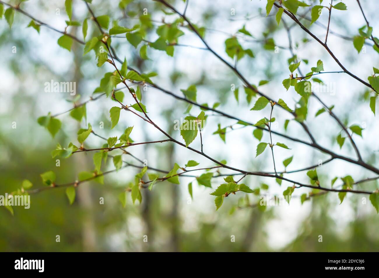 Branches of a tree in sunlight, natural green spring nature background ...