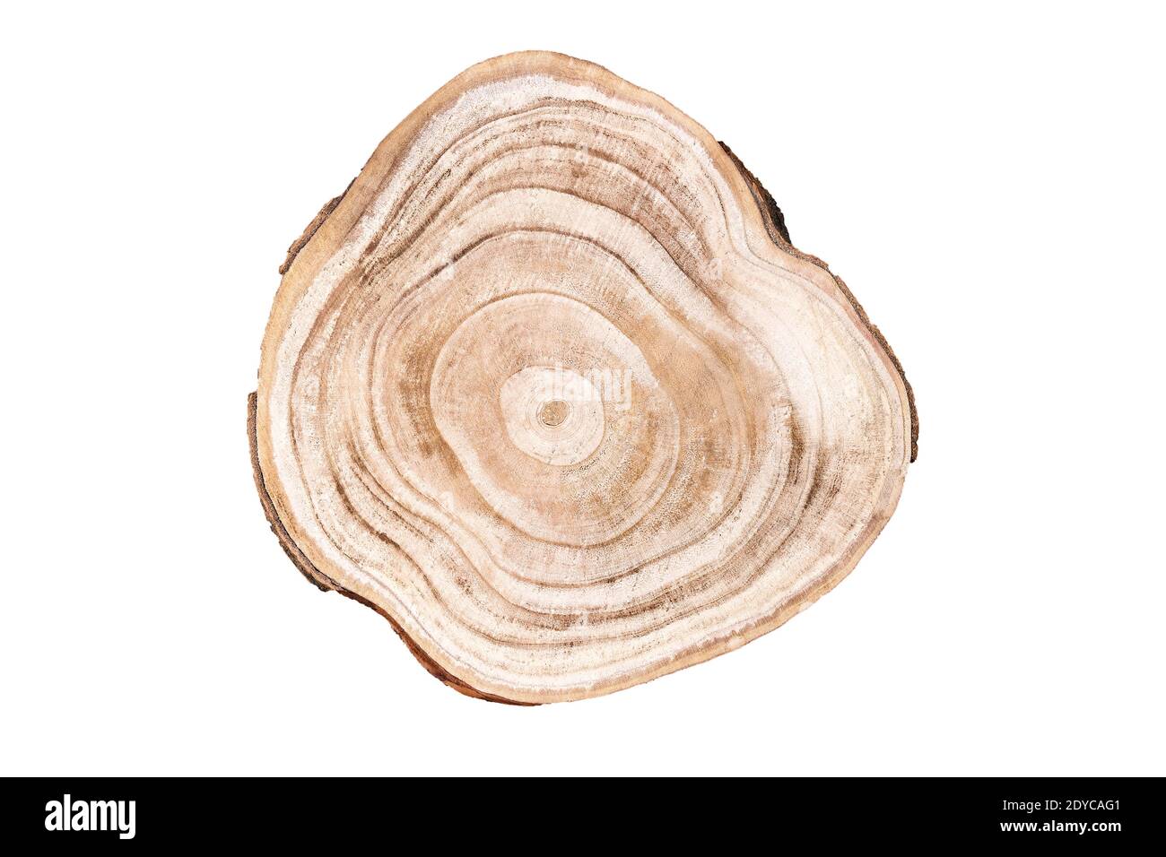 Wooden cross section cut isolated on white, studio shot. Award showcase ...