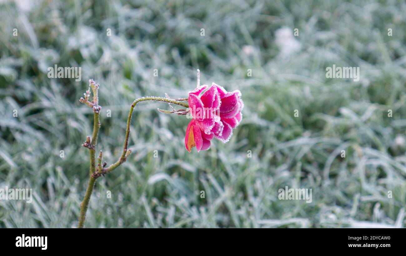 Frozen pink rose in a garden Stock Photo - Alamy