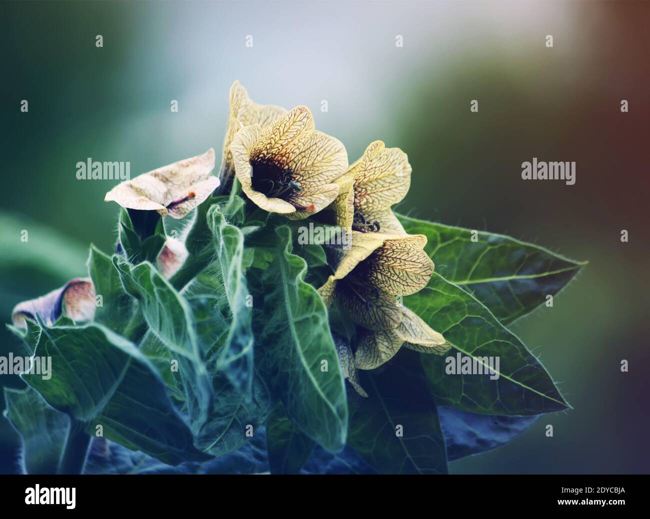 Black Henbane Hyoscyamus niger flowers. Vintage toned image Stock Photo ...