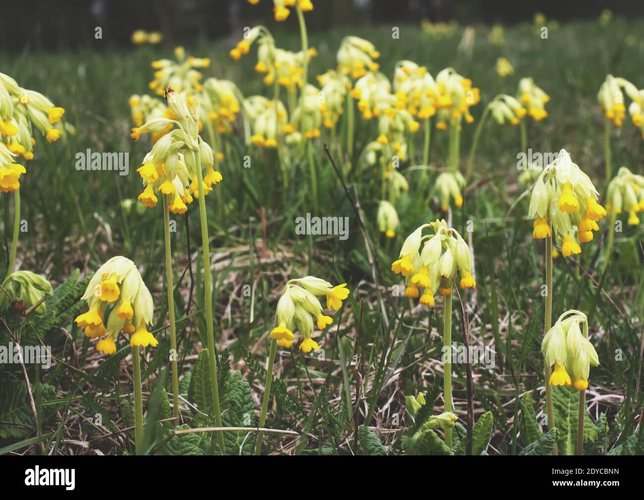 Golden yellow flowers of Primrose plant in spring park Stock Photo - Alamy