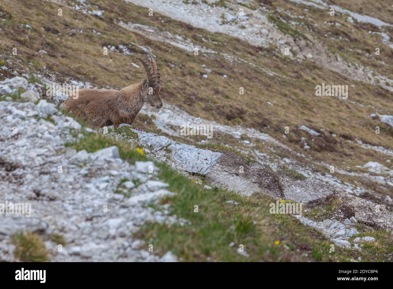 Wild animal life hi-res stock photography and images - Alamy