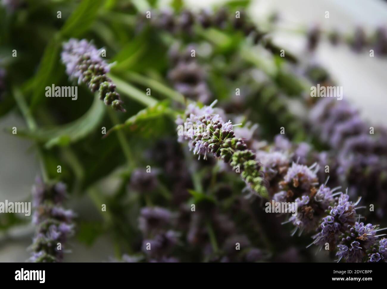 Fresh blooming mint plants with purple flowers Stock Photo - Alamy