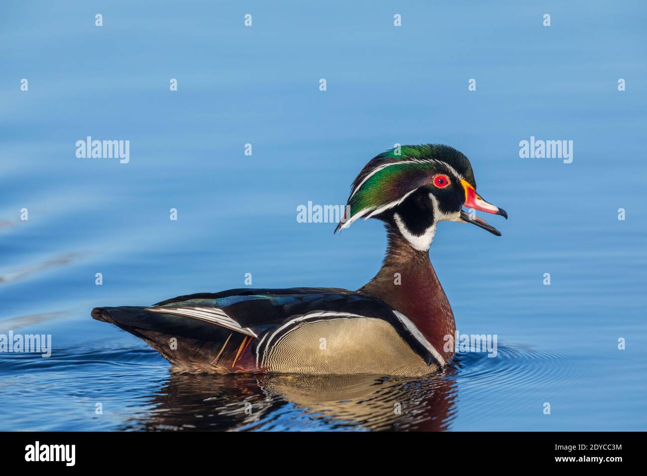 Drake wood duck in northern Wisconsin Stock Photo - Alamy