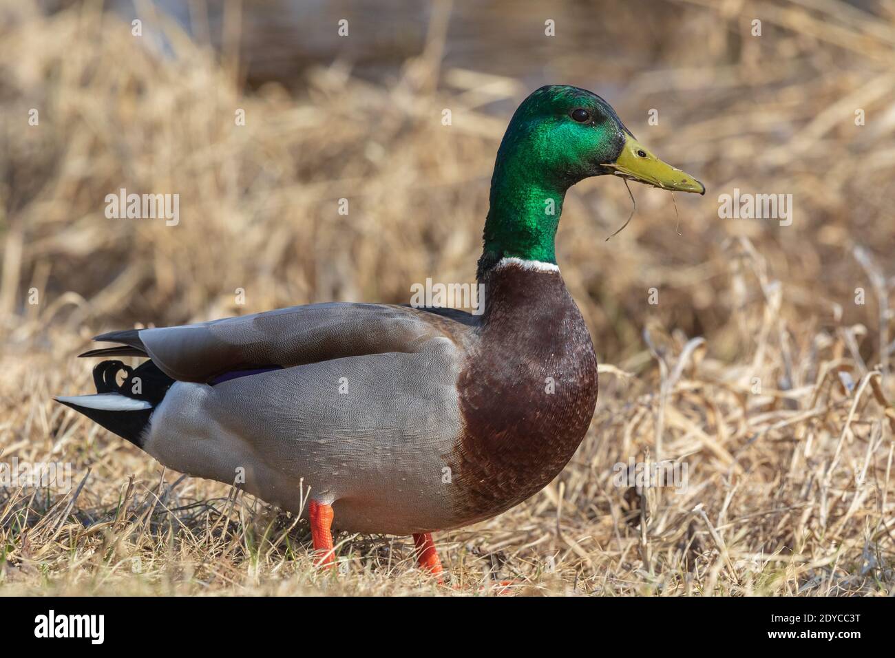 Drake mallard in northern Wisconsin Stock Photo - Alamy