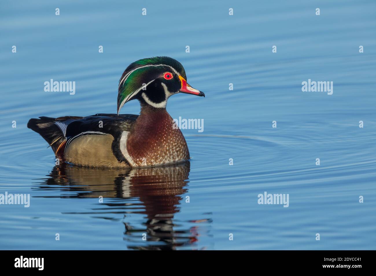 Drake wood duck in northern Wisconsin Stock Photo - Alamy