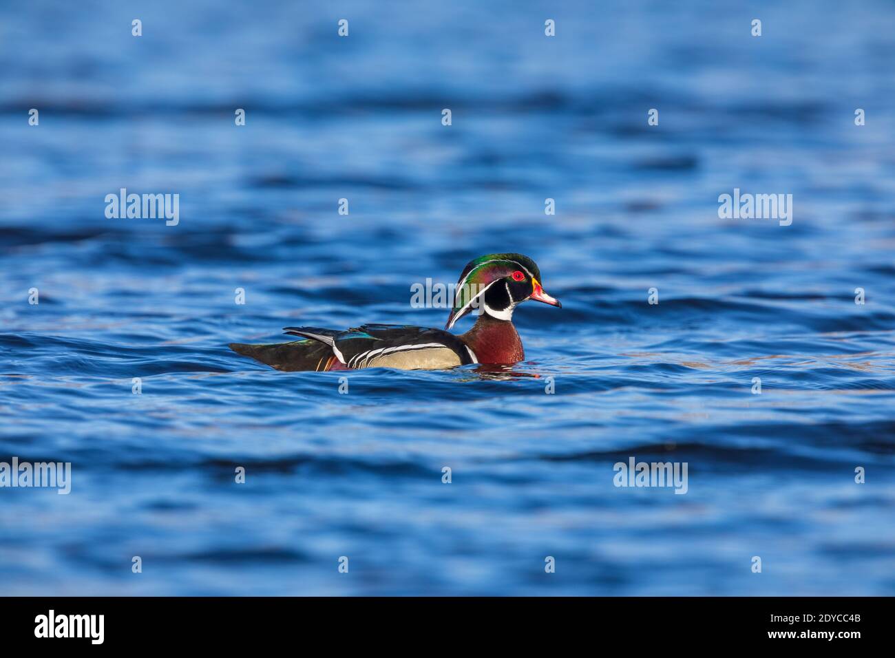 Drake wood duck in northern Wisconsin Stock Photo - Alamy