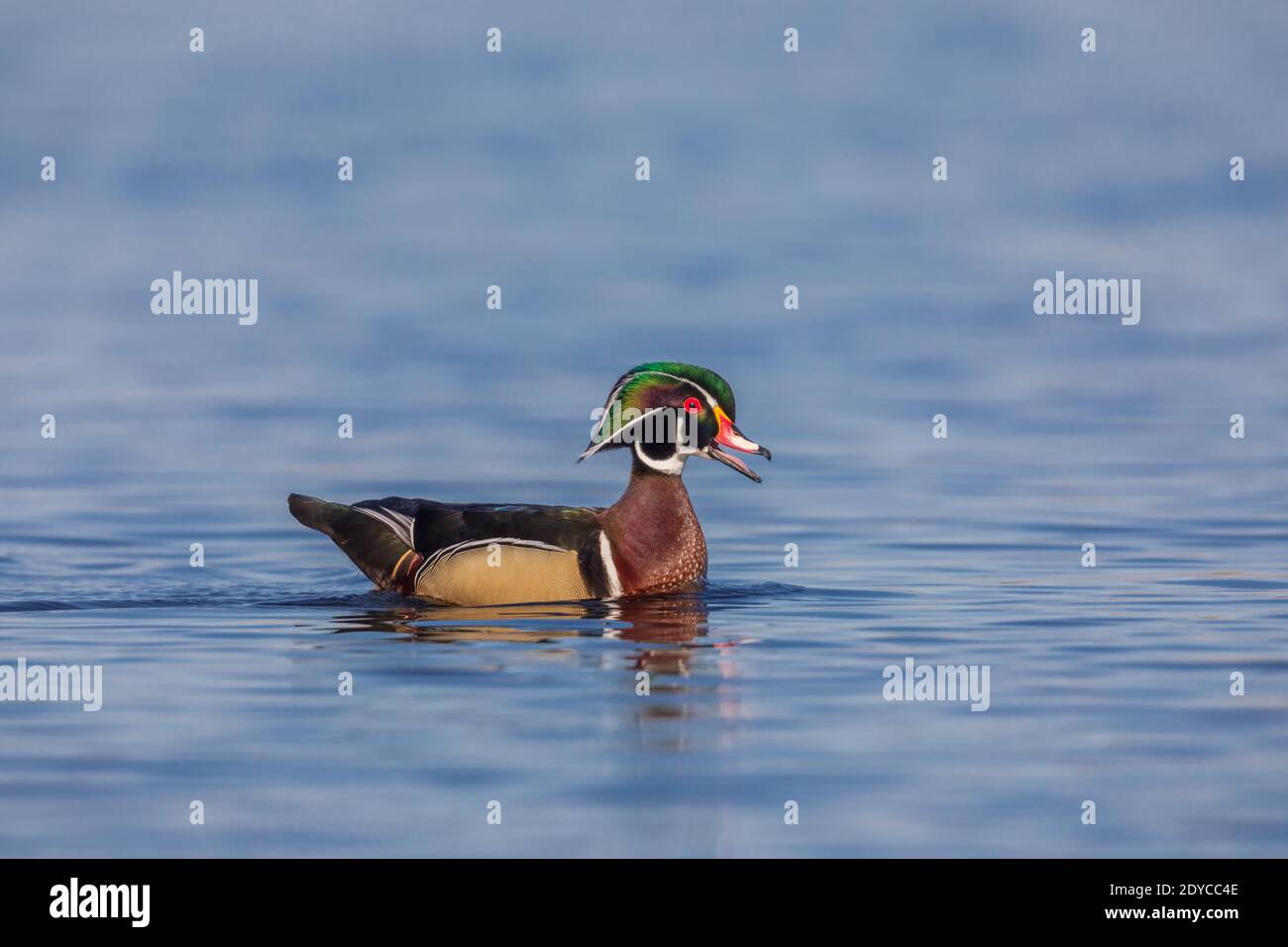 Drake wood duck in northern Wisconsin Stock Photo - Alamy