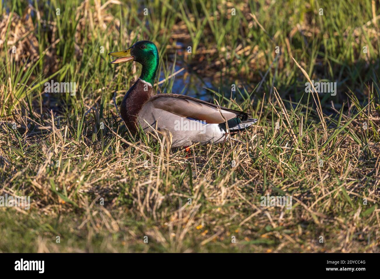 Drake mallard in northern Wisconsin Stock Photo - Alamy