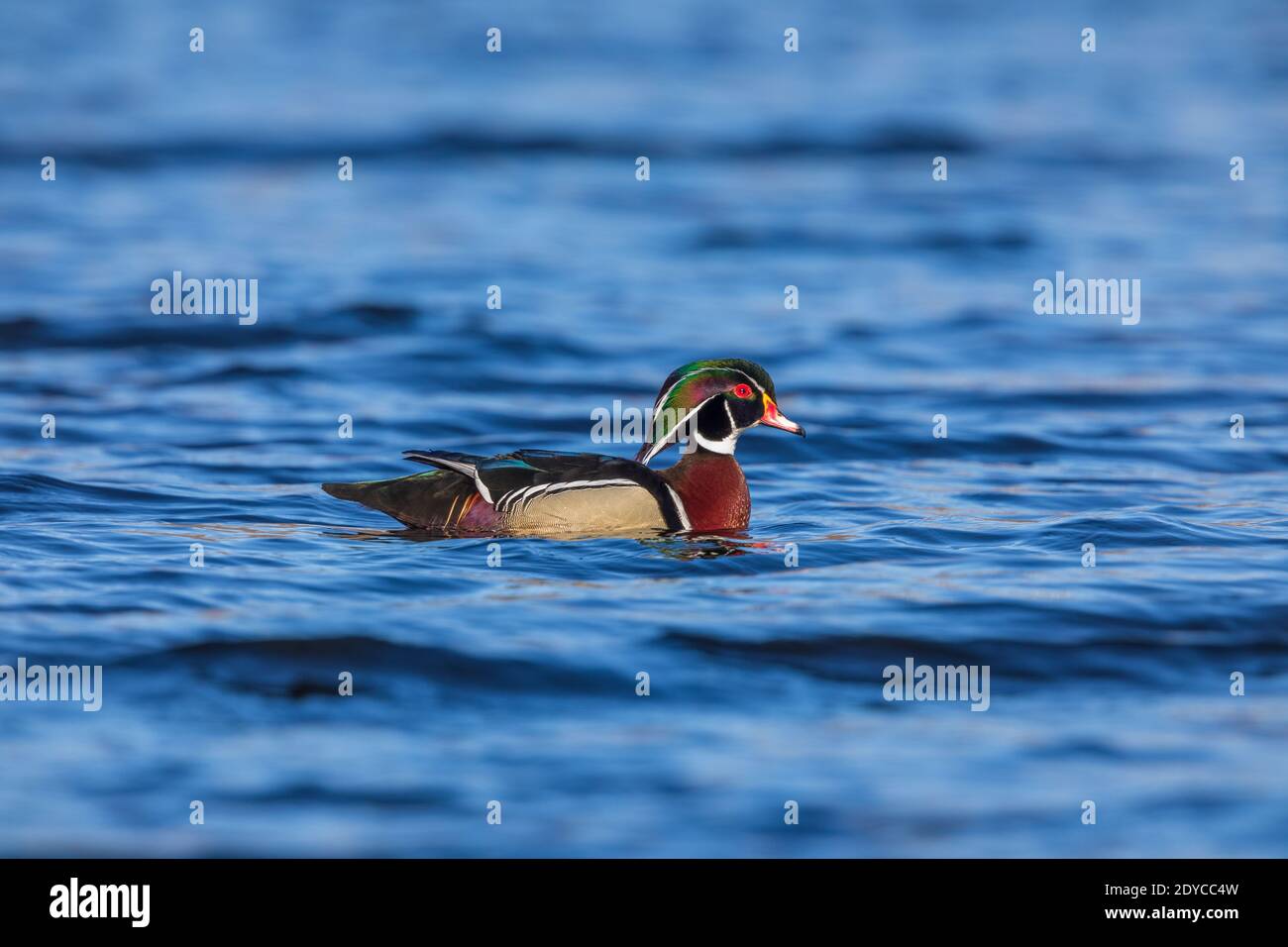 Drake wood duck in northern Wisconsin Stock Photo - Alamy
