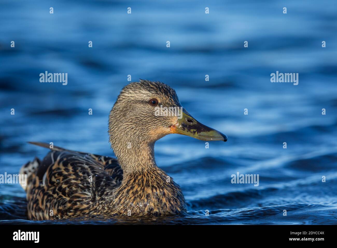 Hen mallard in northern Wisconsin Stock Photo - Alamy