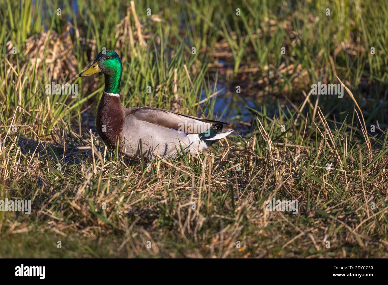 Drake mallard in northern Wisconsin Stock Photo - Alamy