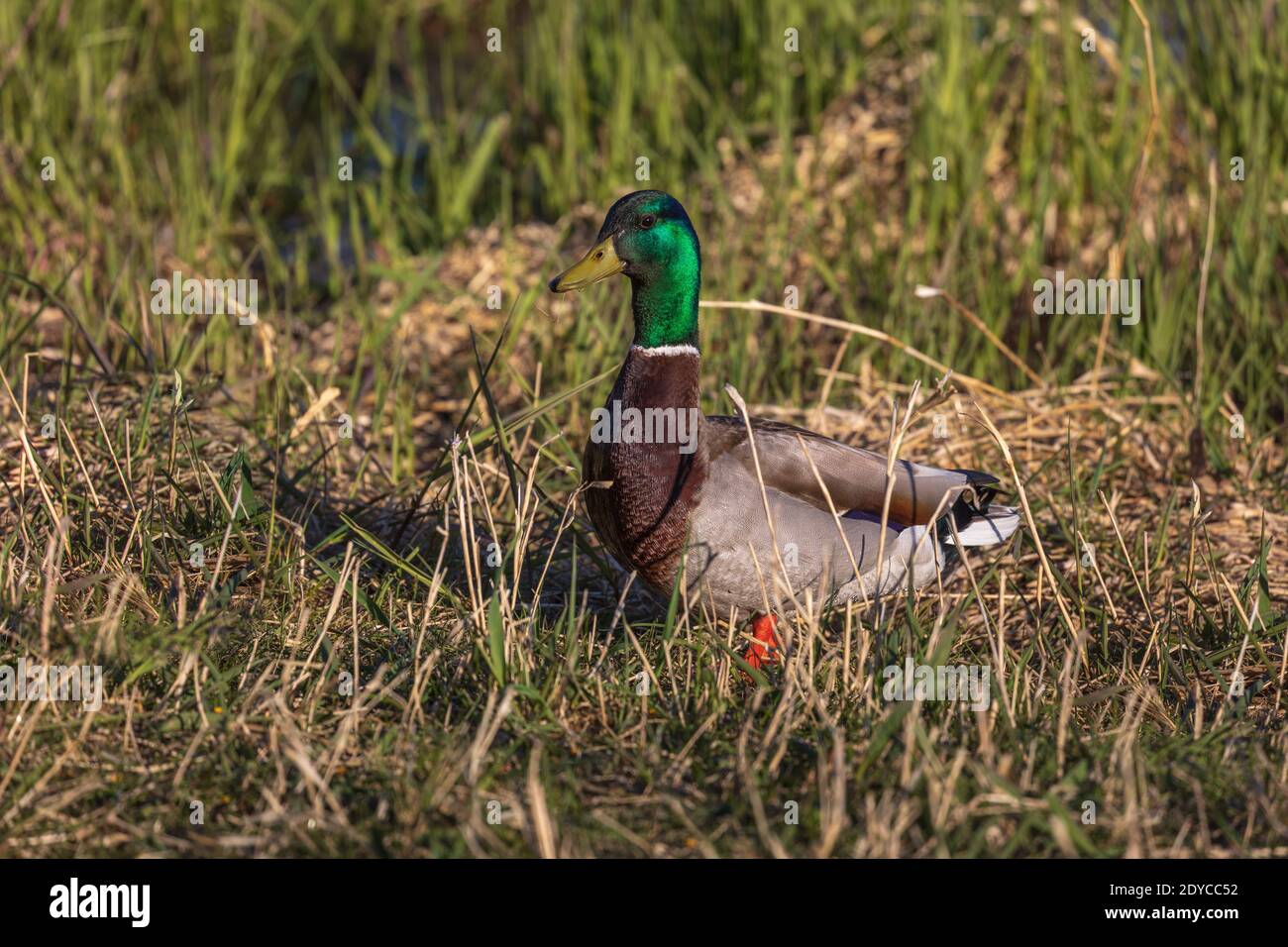 Drake mallard in northern Wisconsin Stock Photo - Alamy