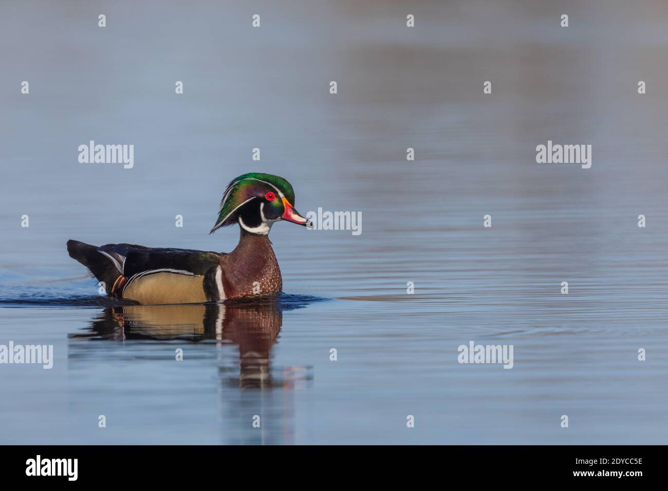 Drake wood duck in northern Wisconsin Stock Photo - Alamy