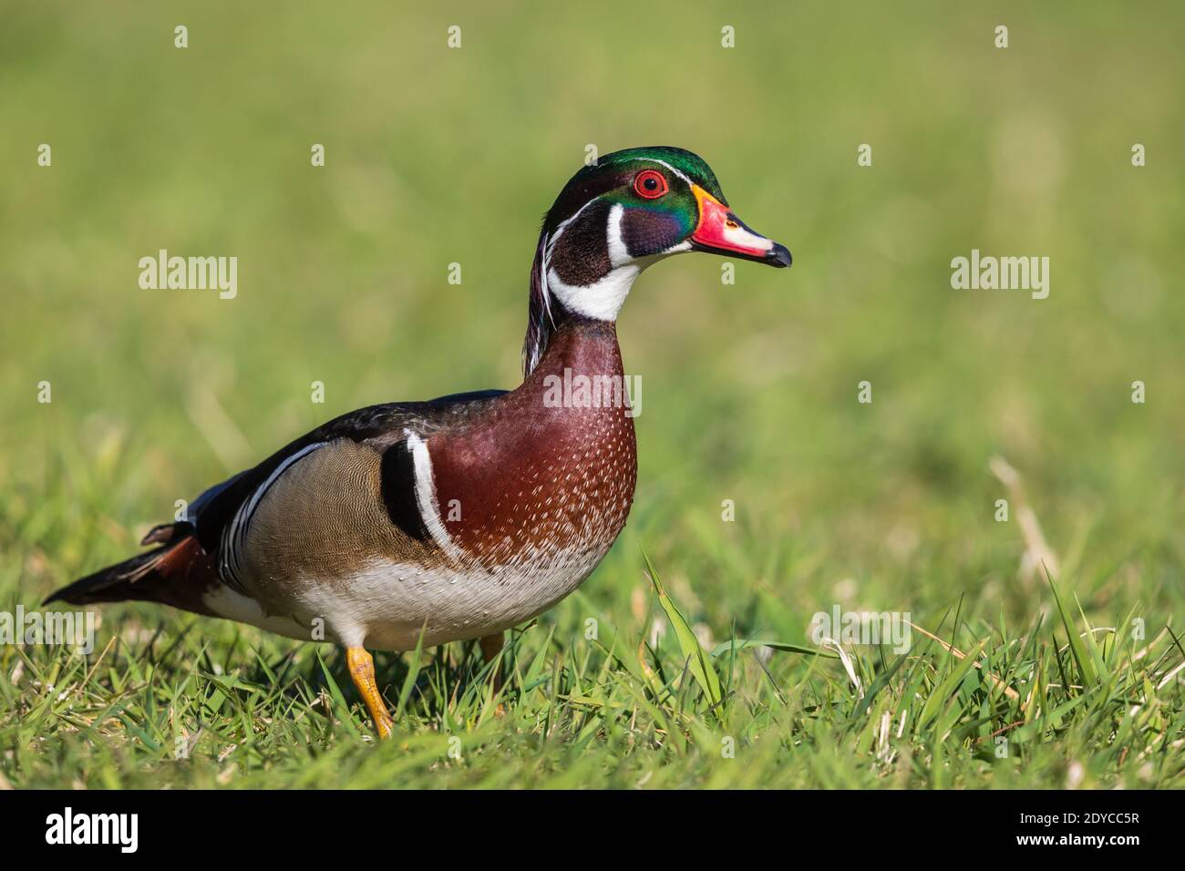 Drake wood duck in northern Wisconsin Stock Photo - Alamy