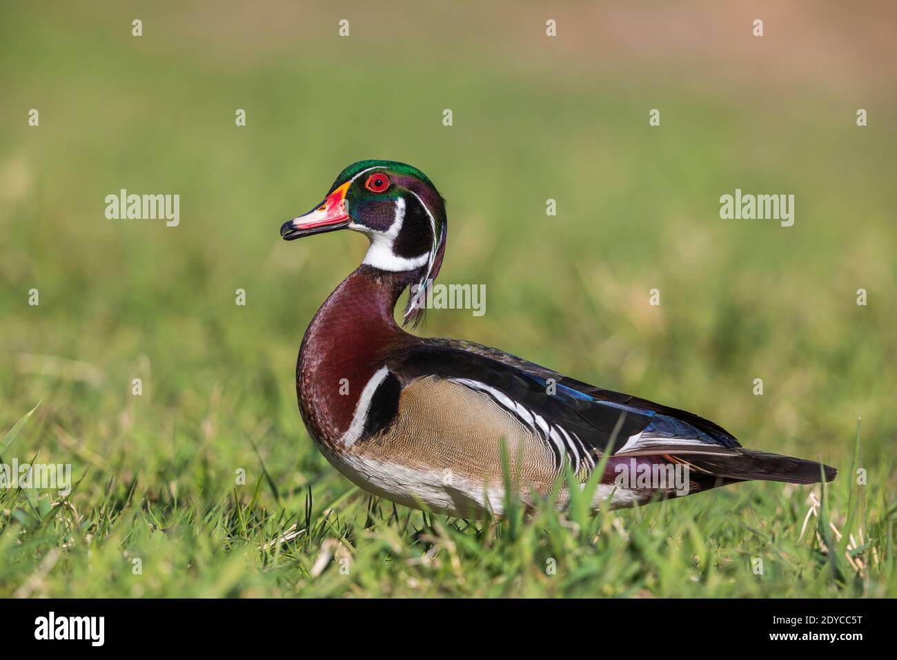 Drake wood duck in northern Wisconsin Stock Photo - Alamy