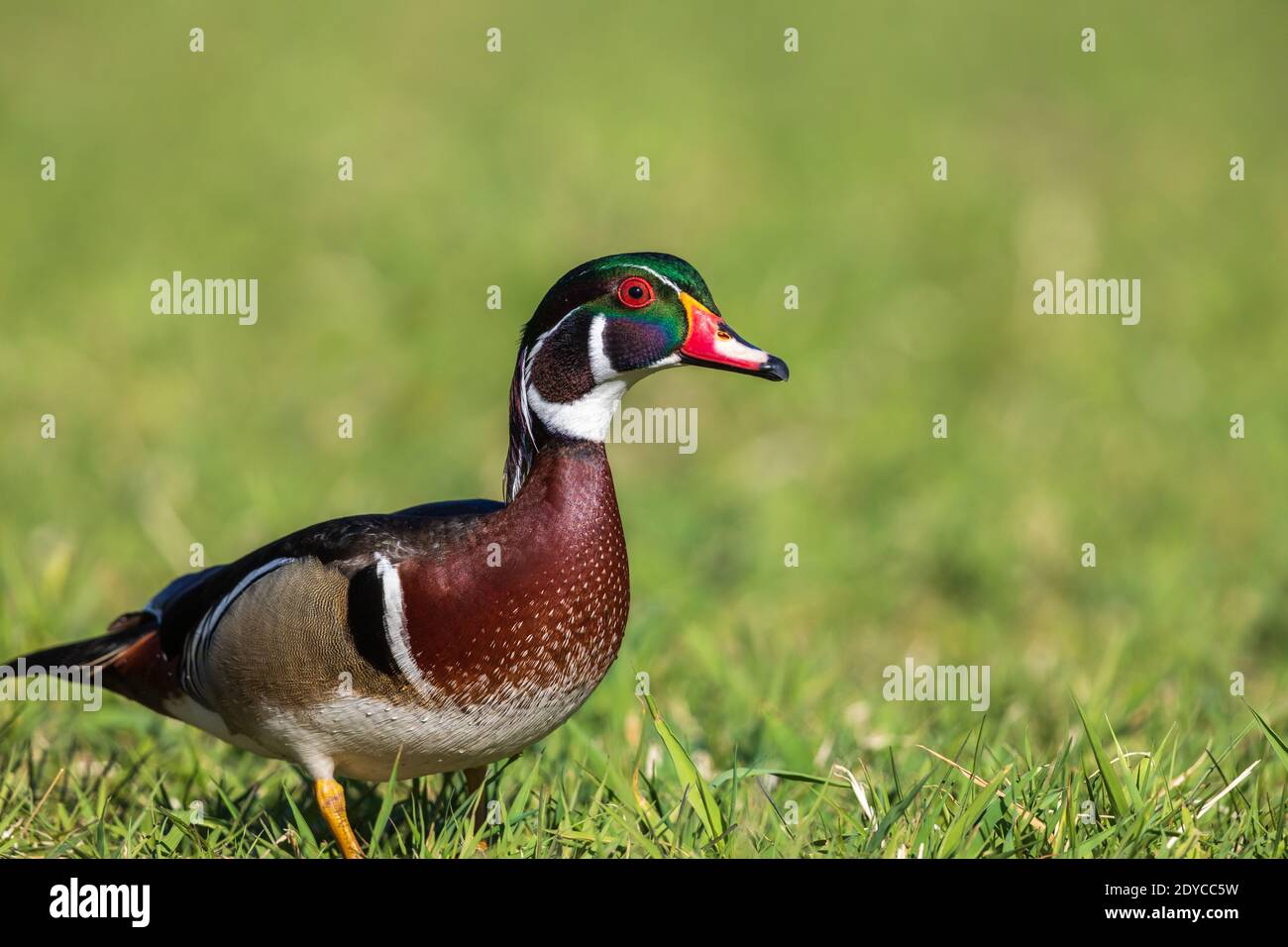 Drake wood duck in northern Wisconsin Stock Photo - Alamy