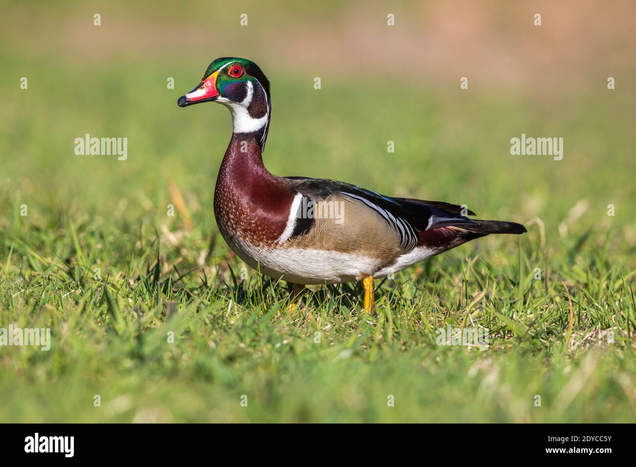 Drake wood duck in northern Wisconsin Stock Photo - Alamy
