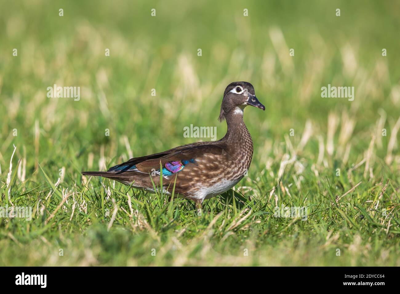 Hen wood duck in a field in northern Wisconsin Stock Photo - Alamy